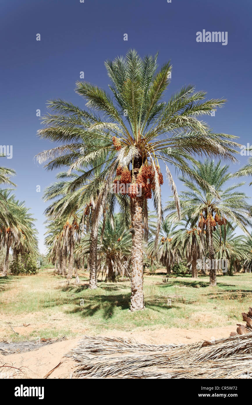 Date trees (Phoenix) in an oasis near Ksar Ghilane, Sahara, Tunisia ...