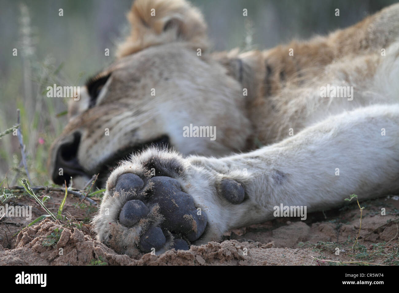 african lion front paw Stock Photo - Alamy