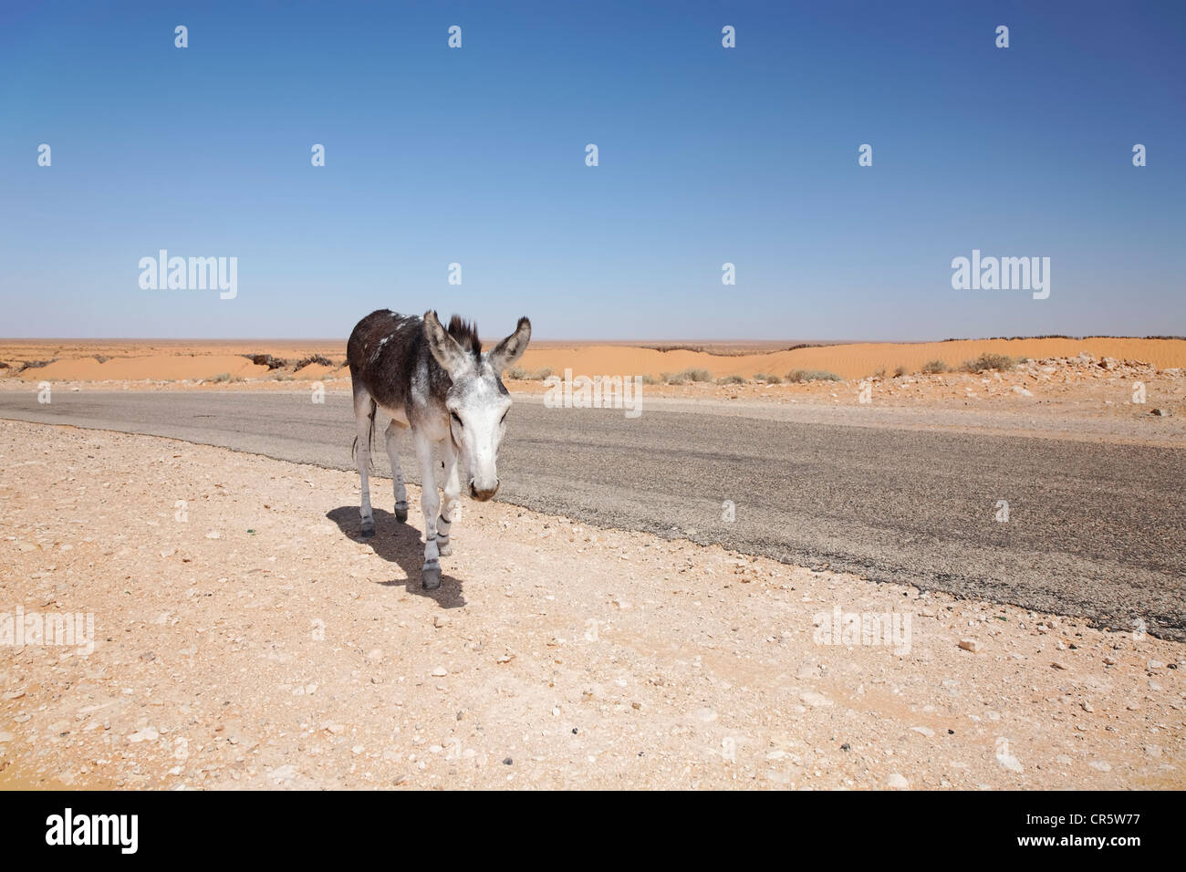 Donkey walking on road hi-res stock photography and images - Alamy