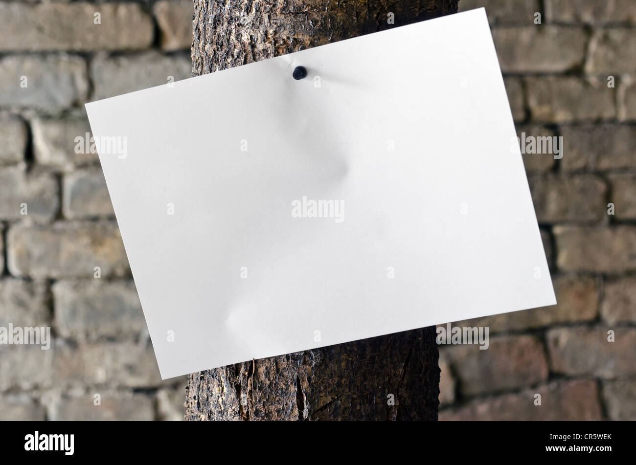 Blank paper pinned on tree with old brick wall in background - night ...