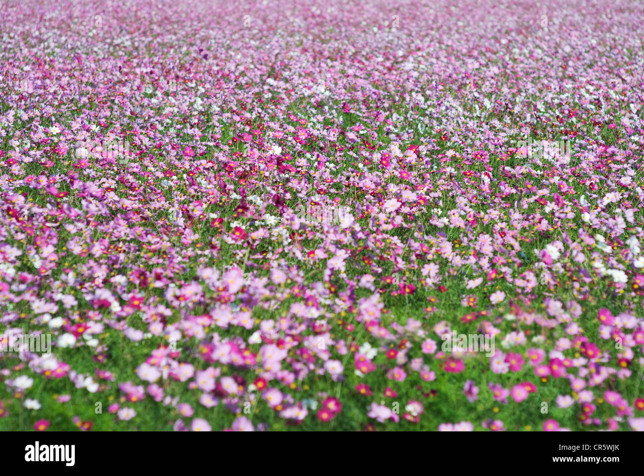 Field of Cosmos (Cosmos bipinnatus Stock Photo - Alamy