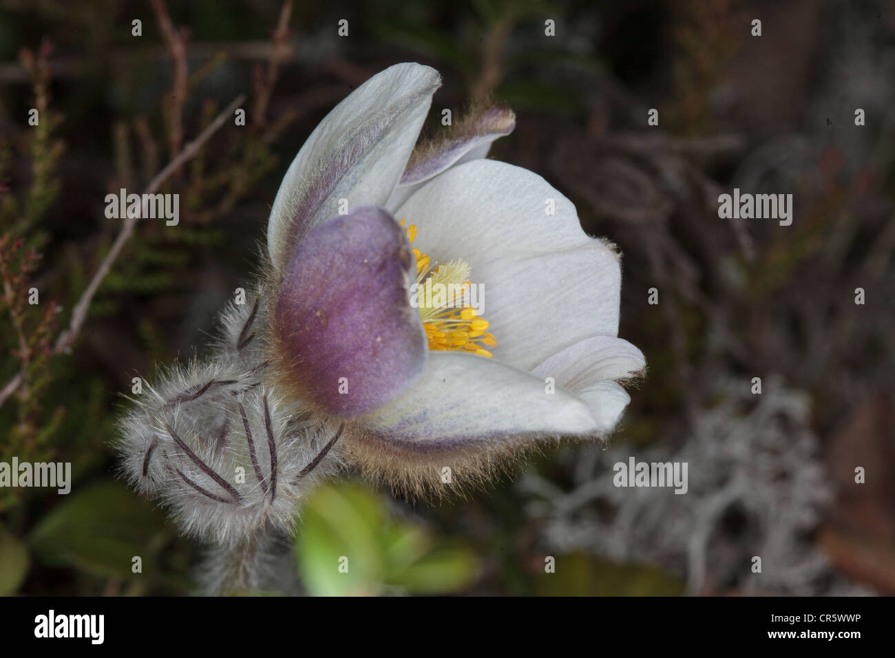 The genus Pulsatilla contains about 33 species of herbaceous perennials ...