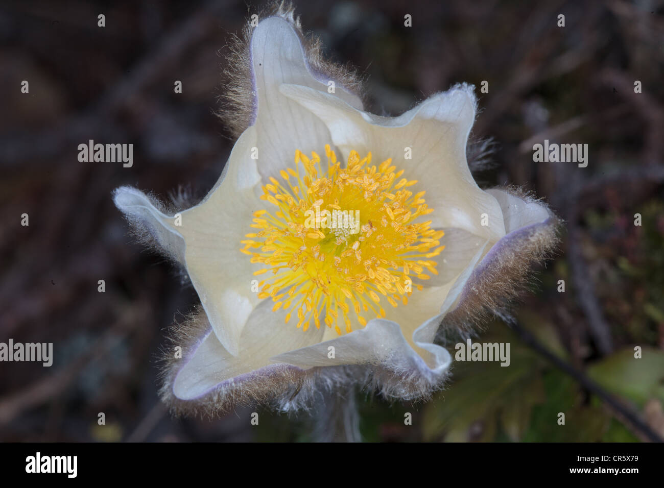 The genus Pulsatilla contains about 33 species of herbaceous perennials ...