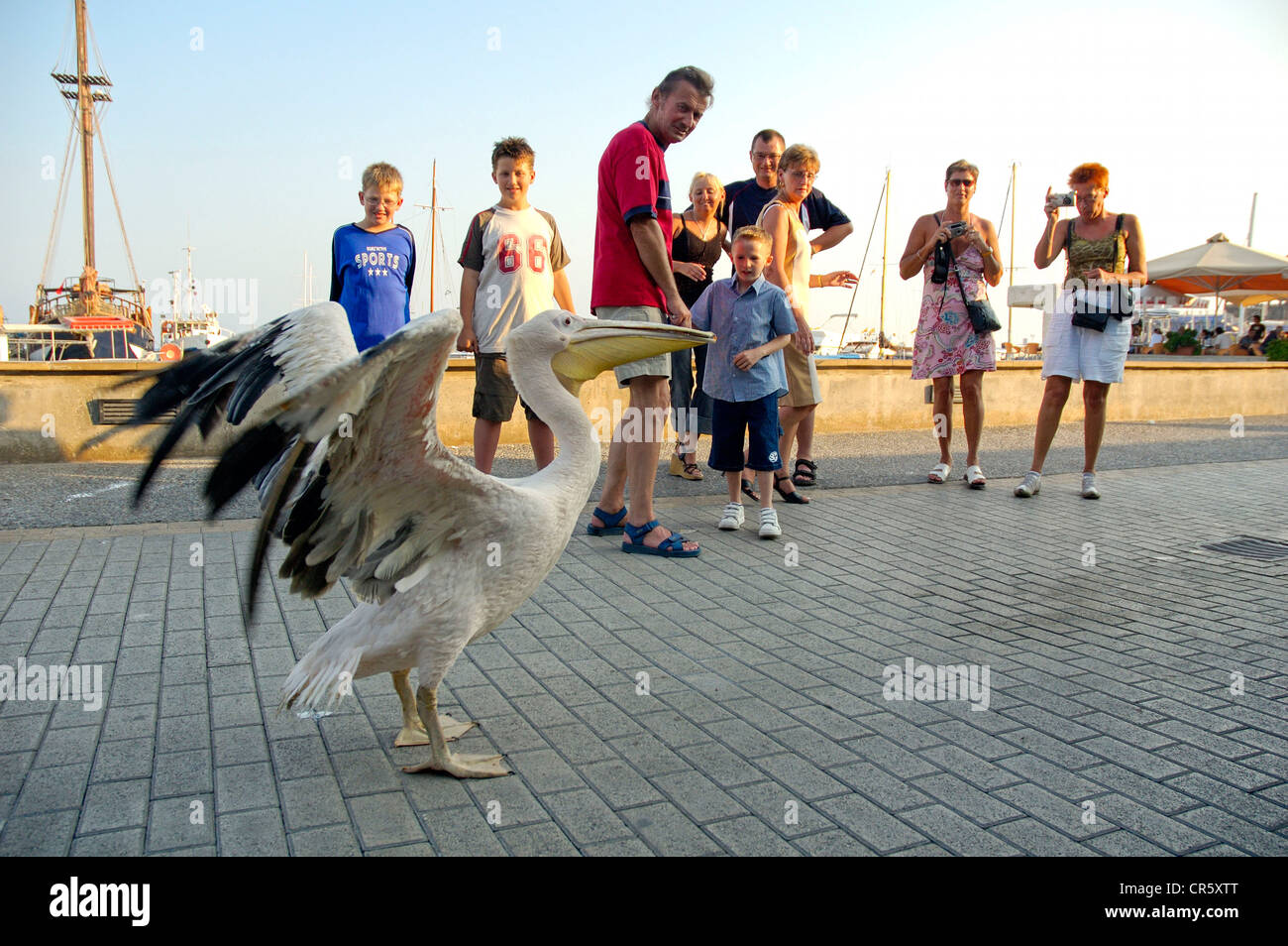 Cyprus, city of Paphos, seafront promenade, pelican Stock Photo - Alamy