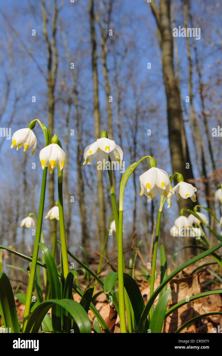 Leucojum hi-res stock photography and images - Alamy