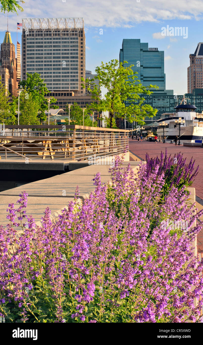 Baltimore Inner Harbor Harbour and skyline framed by catmint Nepeta ...