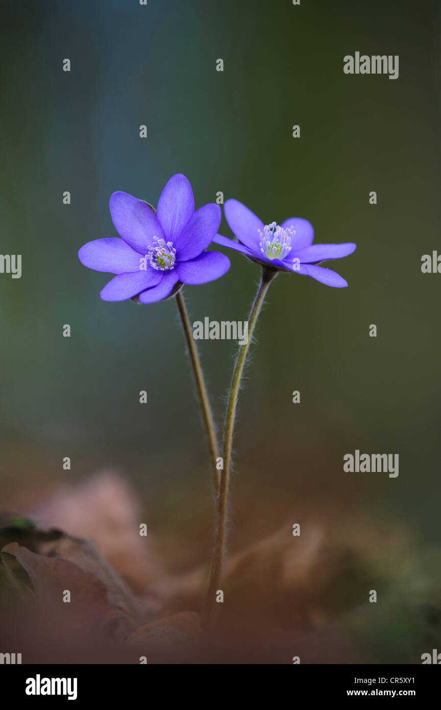 Blue anemone hepatica flower hi-res stock photography and images - Alamy