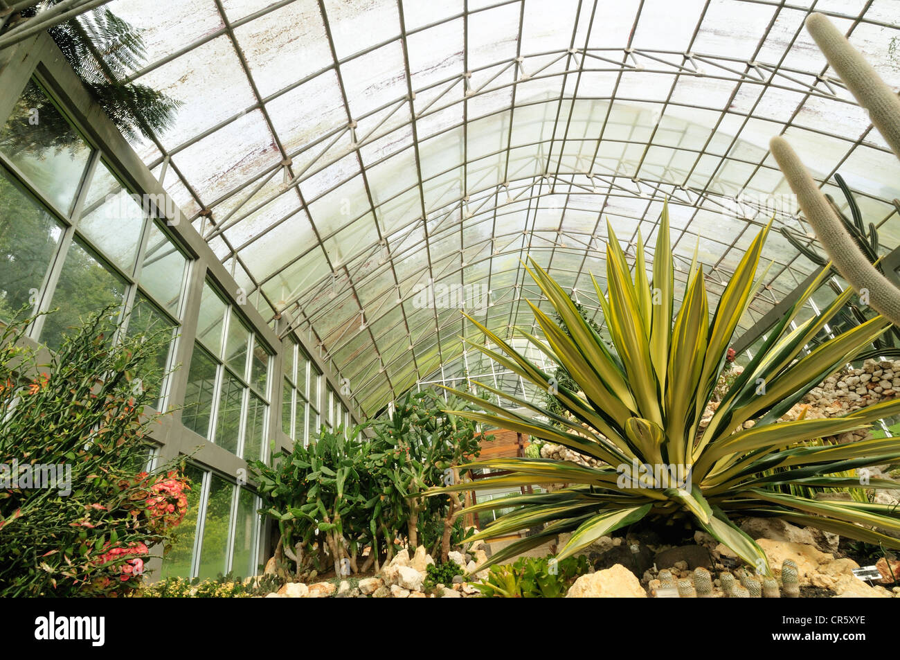 Asia horizontal plant plants roberto nistri green house hi-res stock ...