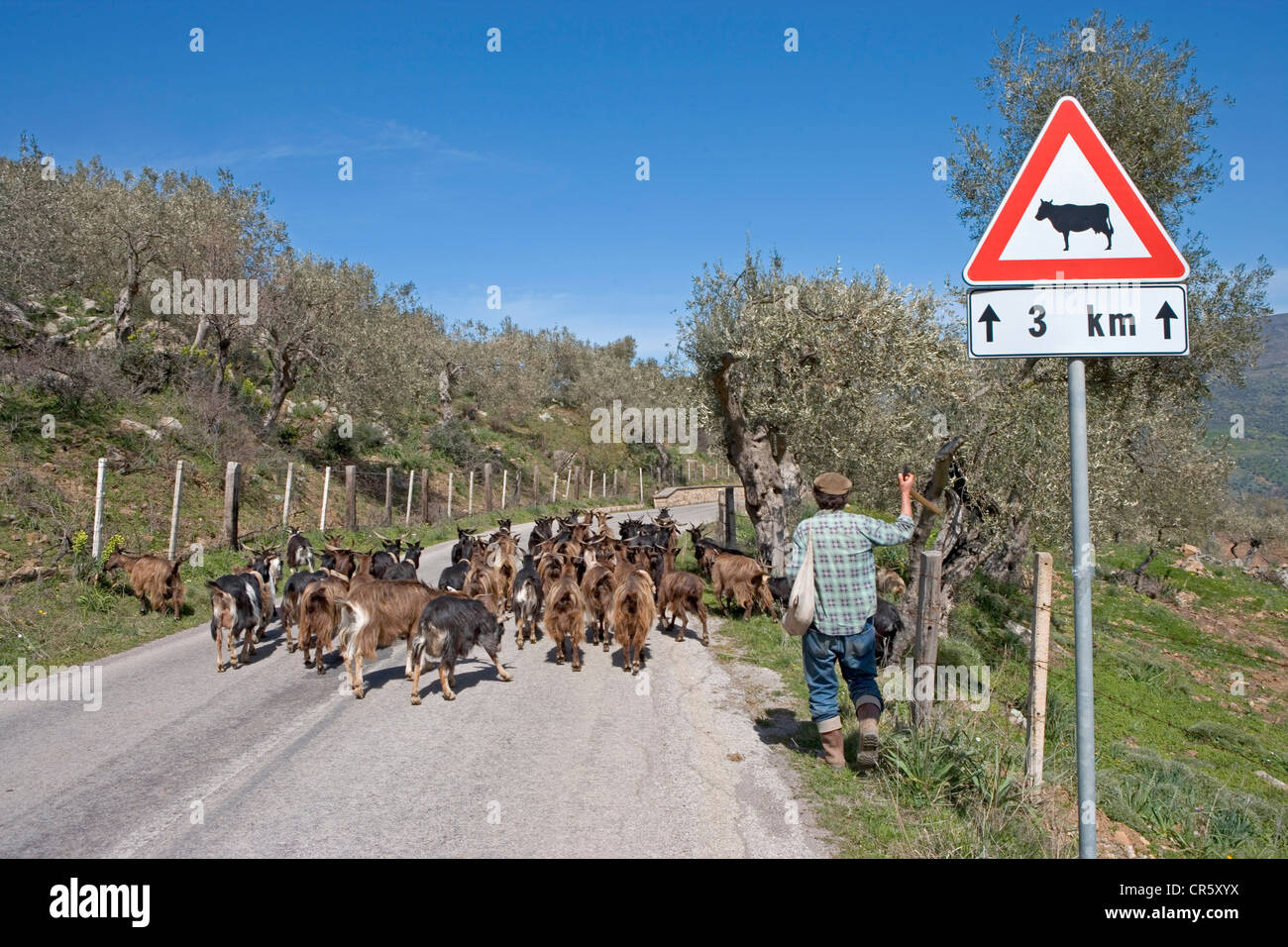 Italy, Sicily, Madonie Mountains area, herd of goats and shepherd on ...