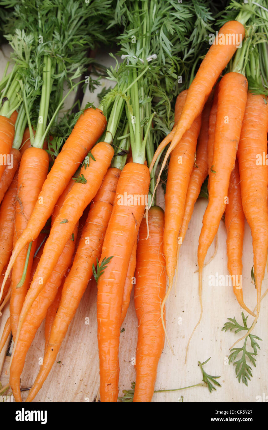 Bunch of carrots Stock Photo - Alamy