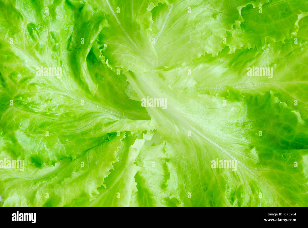 Fresh lettuce, top view Stock Photo - Alamy