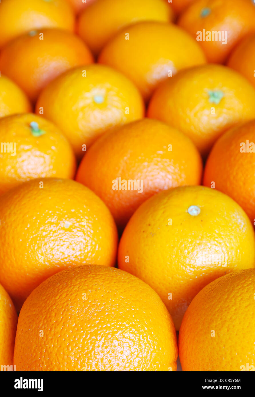 Rows of oranges Stock Photo - Alamy