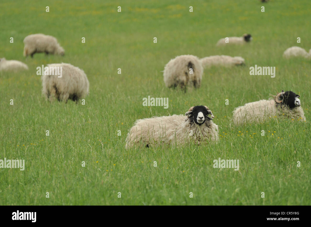 Goats field hi-res stock photography and images - Alamy