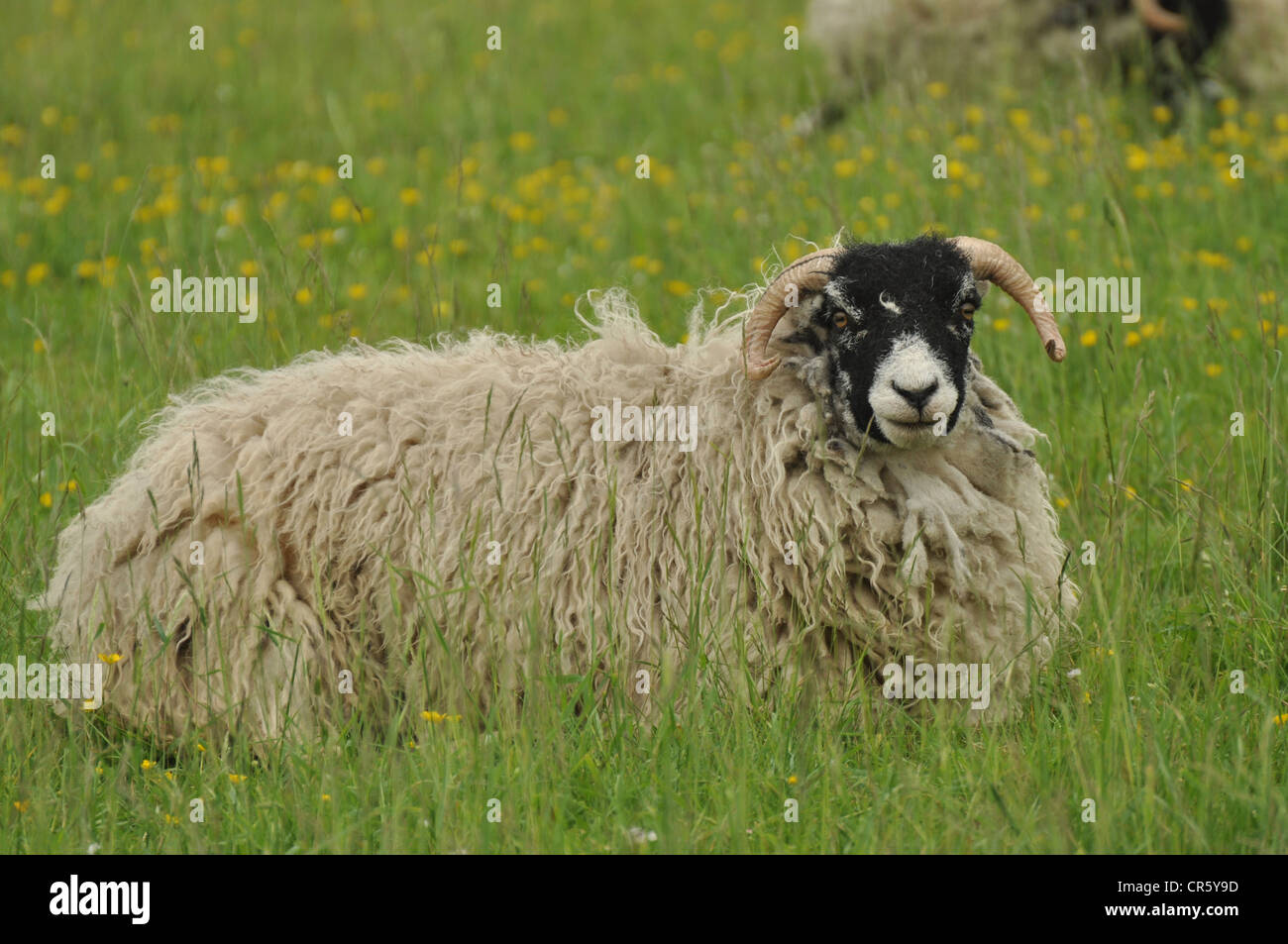 Field of england hi-res stock photography and images - Alamy