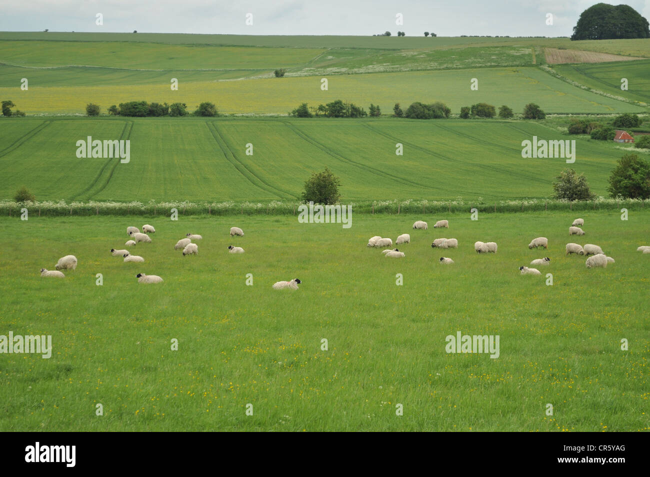 Avebury, field, goats, england, goat Stock Photo - Alamy