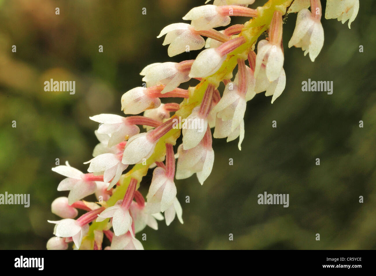 Eria hi-res stock photography and images - Alamy