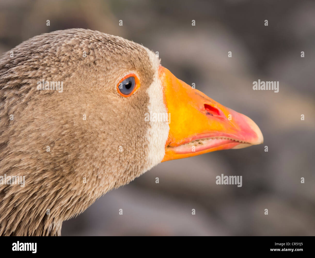 Greylag Goose Head Stock Photo - Alamy
