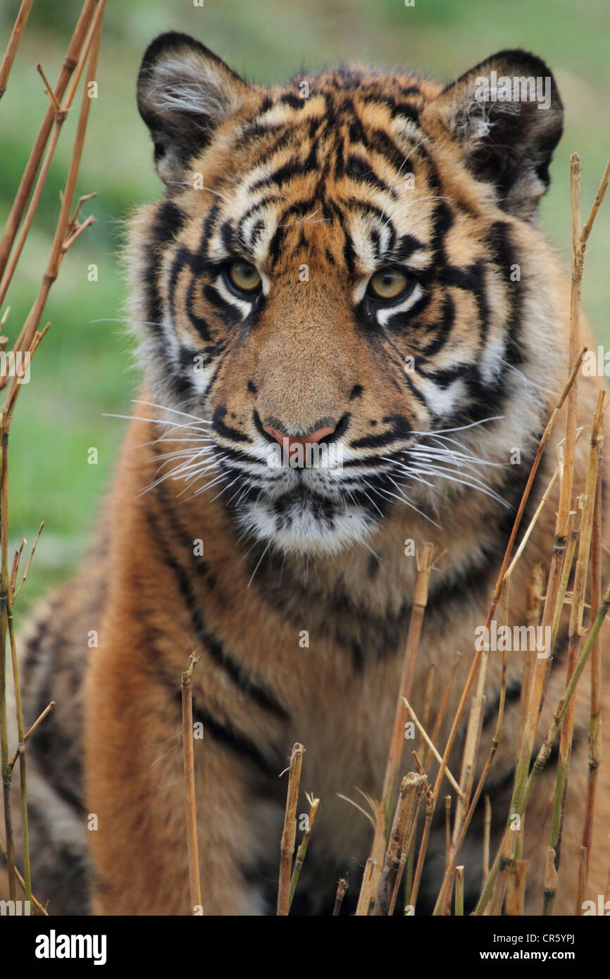 Sumatran Tiger Cub ( Panthera tigris sumatrae) Portrait Stock Photo - Alamy