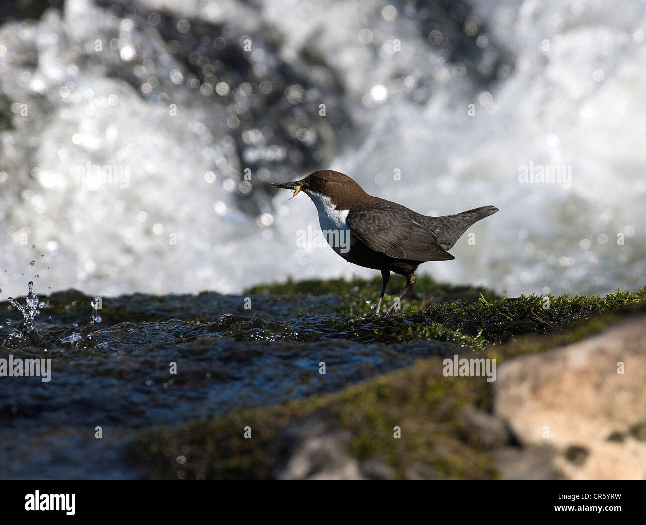 Dipper with crustations Scotland Stock Photo - Alamy