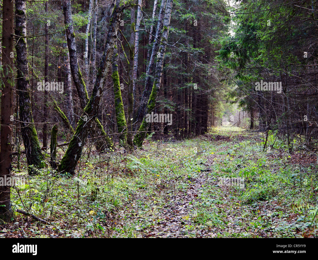 Overgrown trail hi-res stock photography and images - Alamy