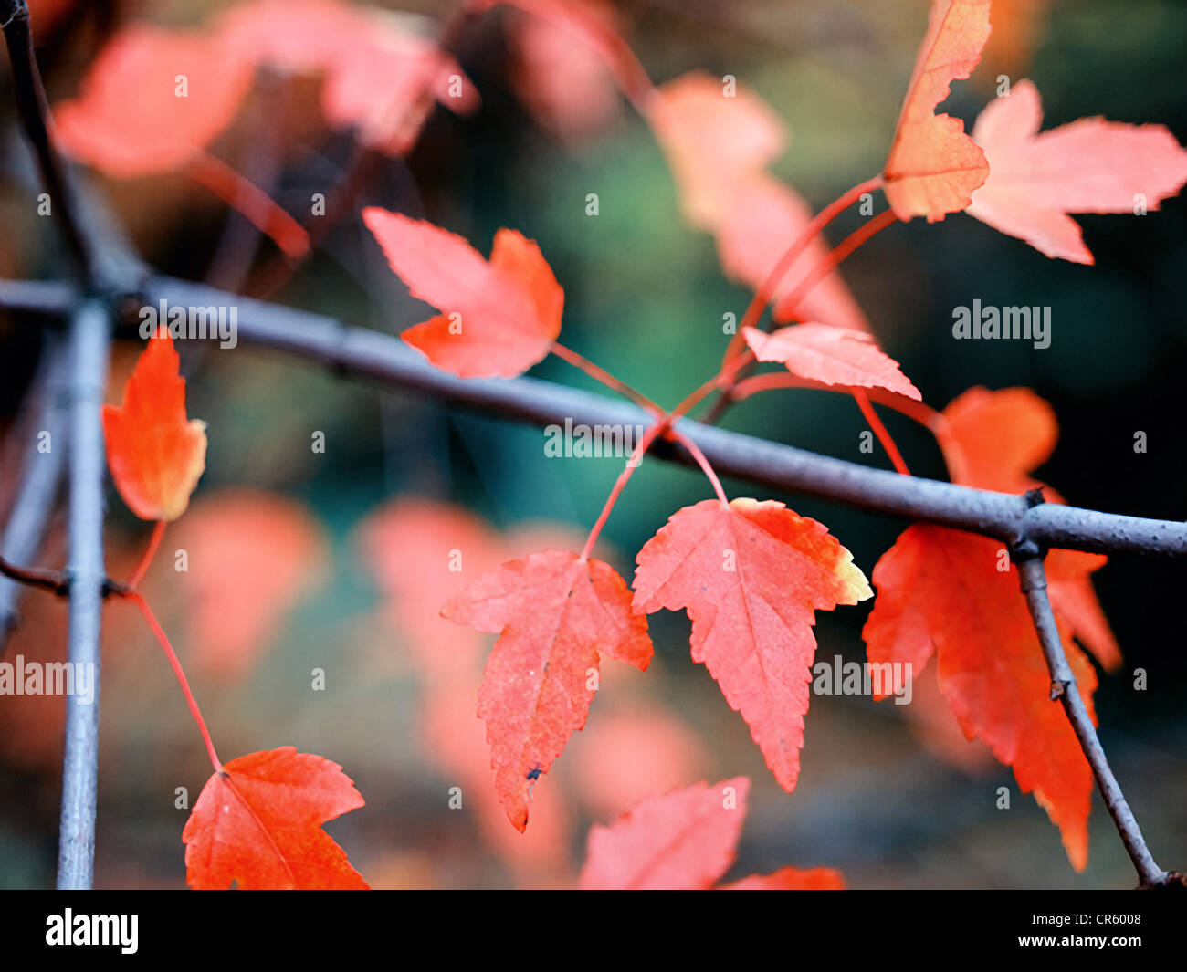 Close up shot of the red maple leaves with blurred background Stock ...