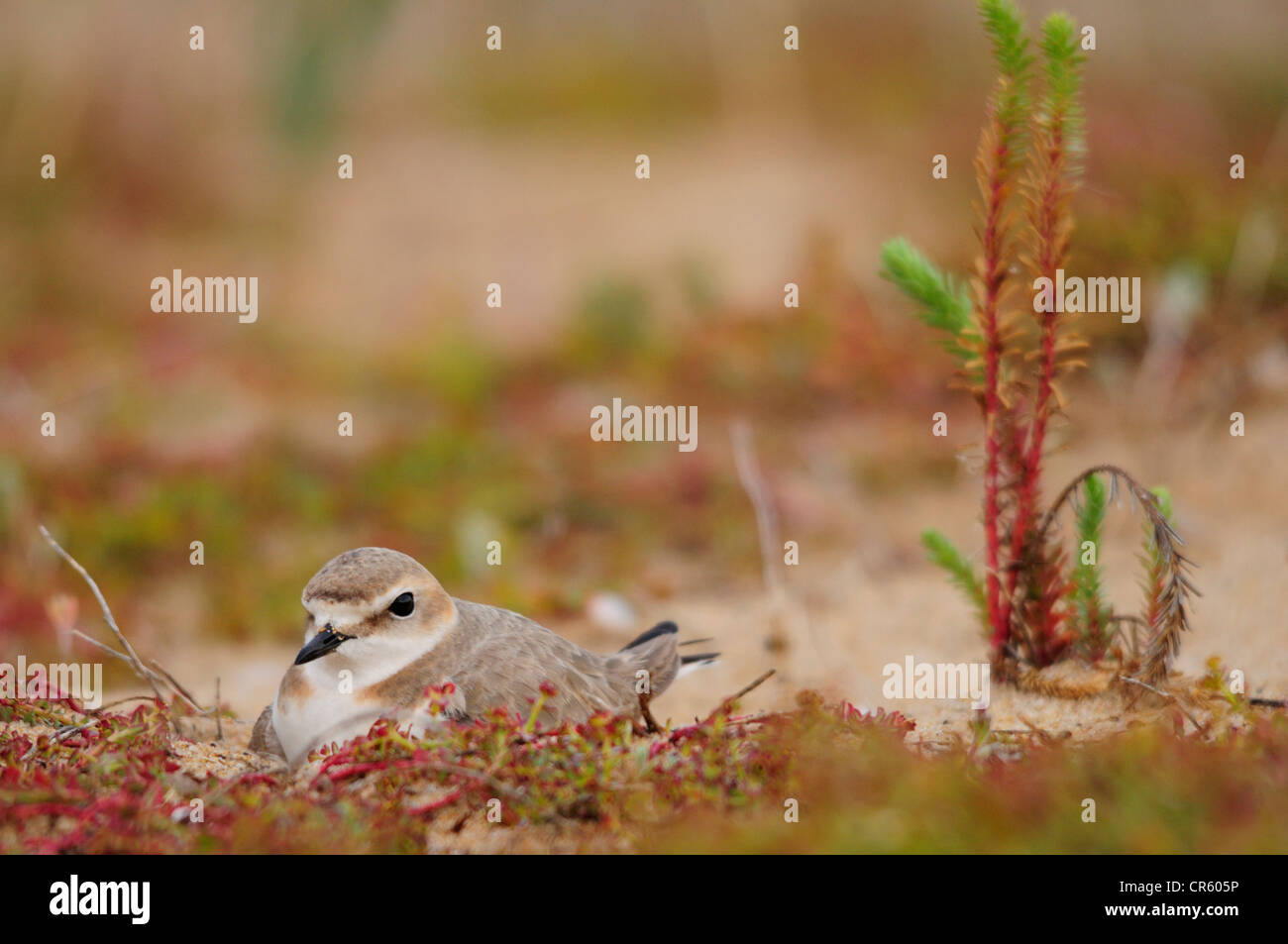 Kentish Plover incubating eggs (Charadrius alexandrinus Stock Photo - Alamy