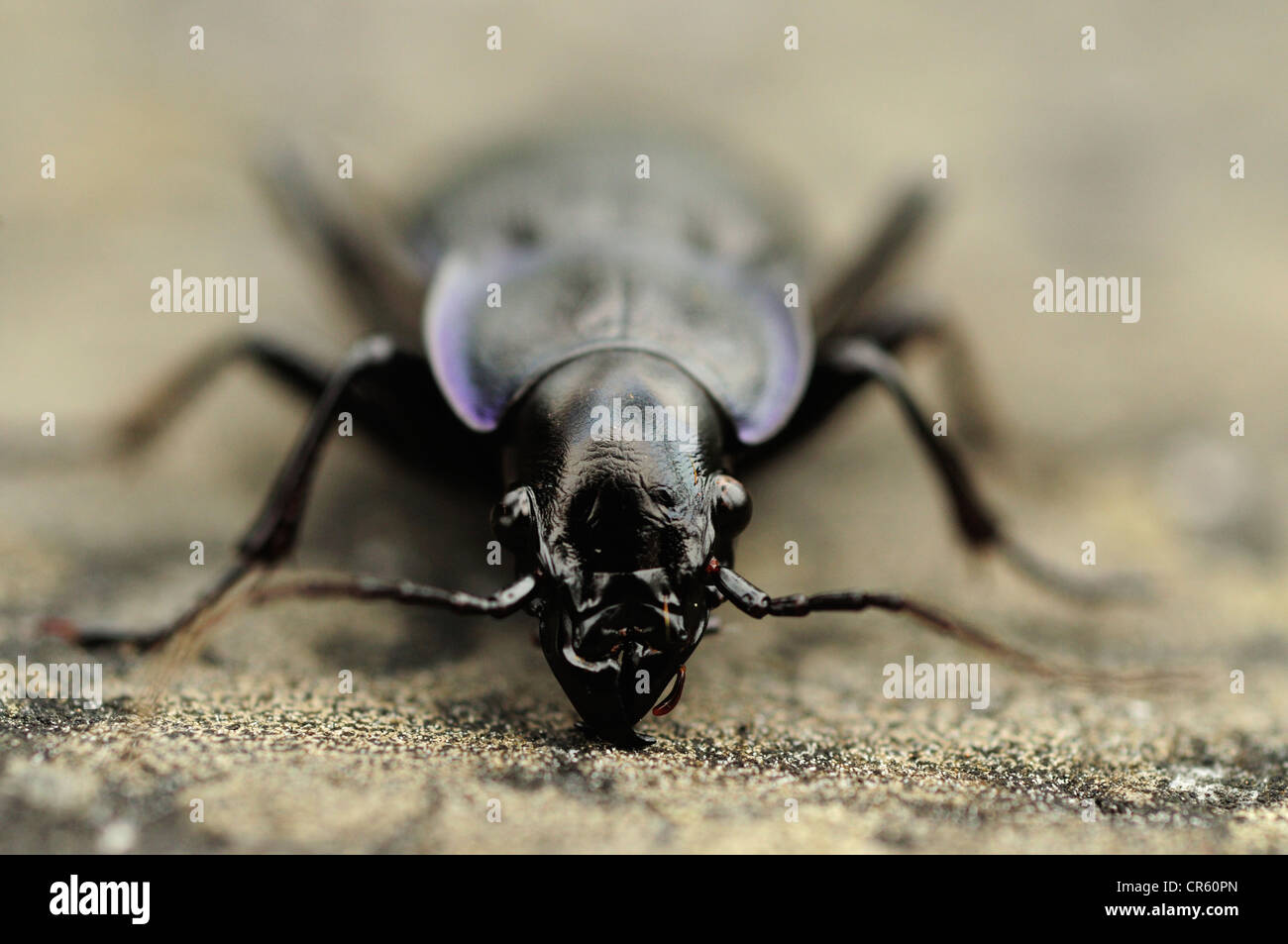 Violet Ground Beetle (Carabus problematicus Stock Photo - Alamy
