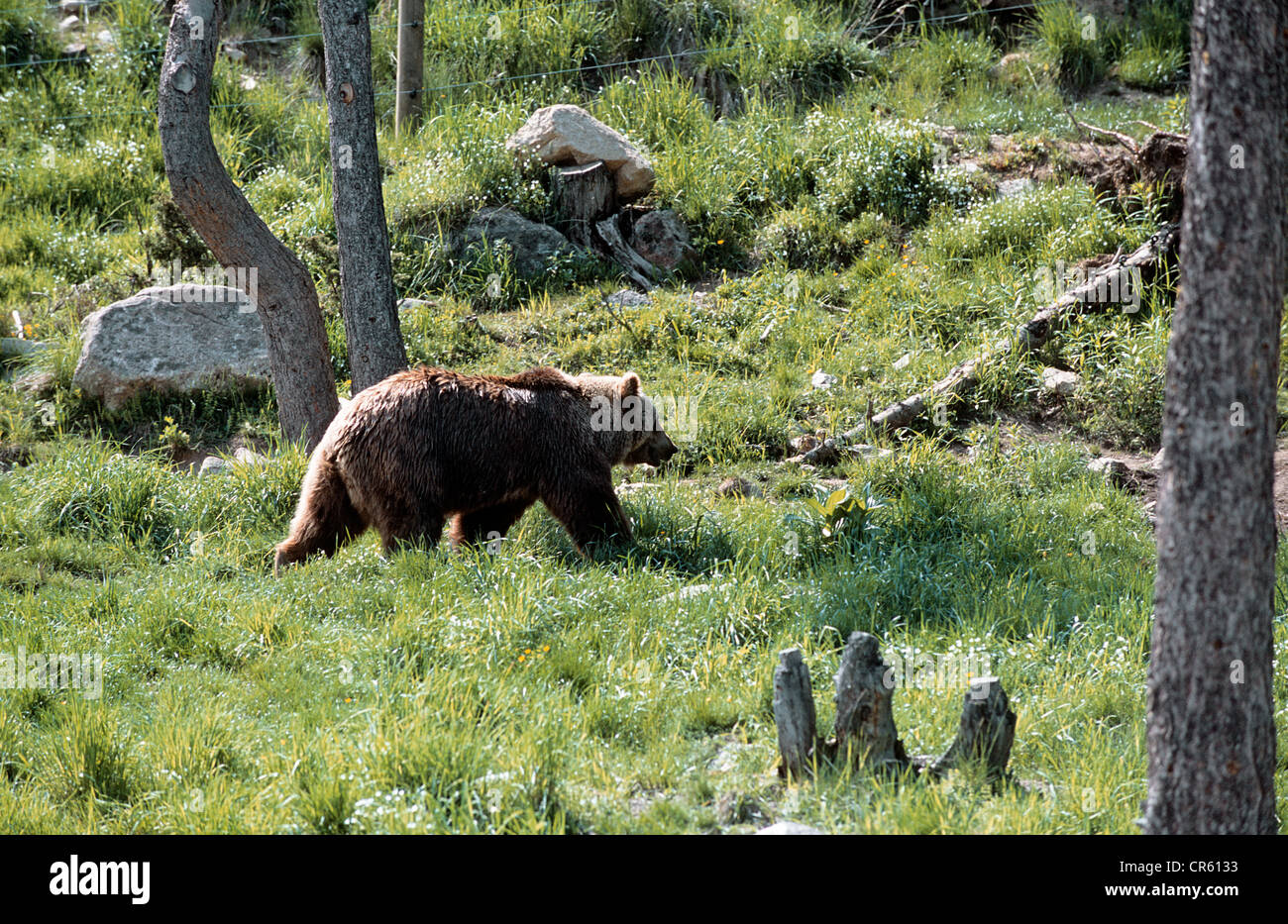 France, Pyrenees Orientales, bear Stock Photo - Alamy