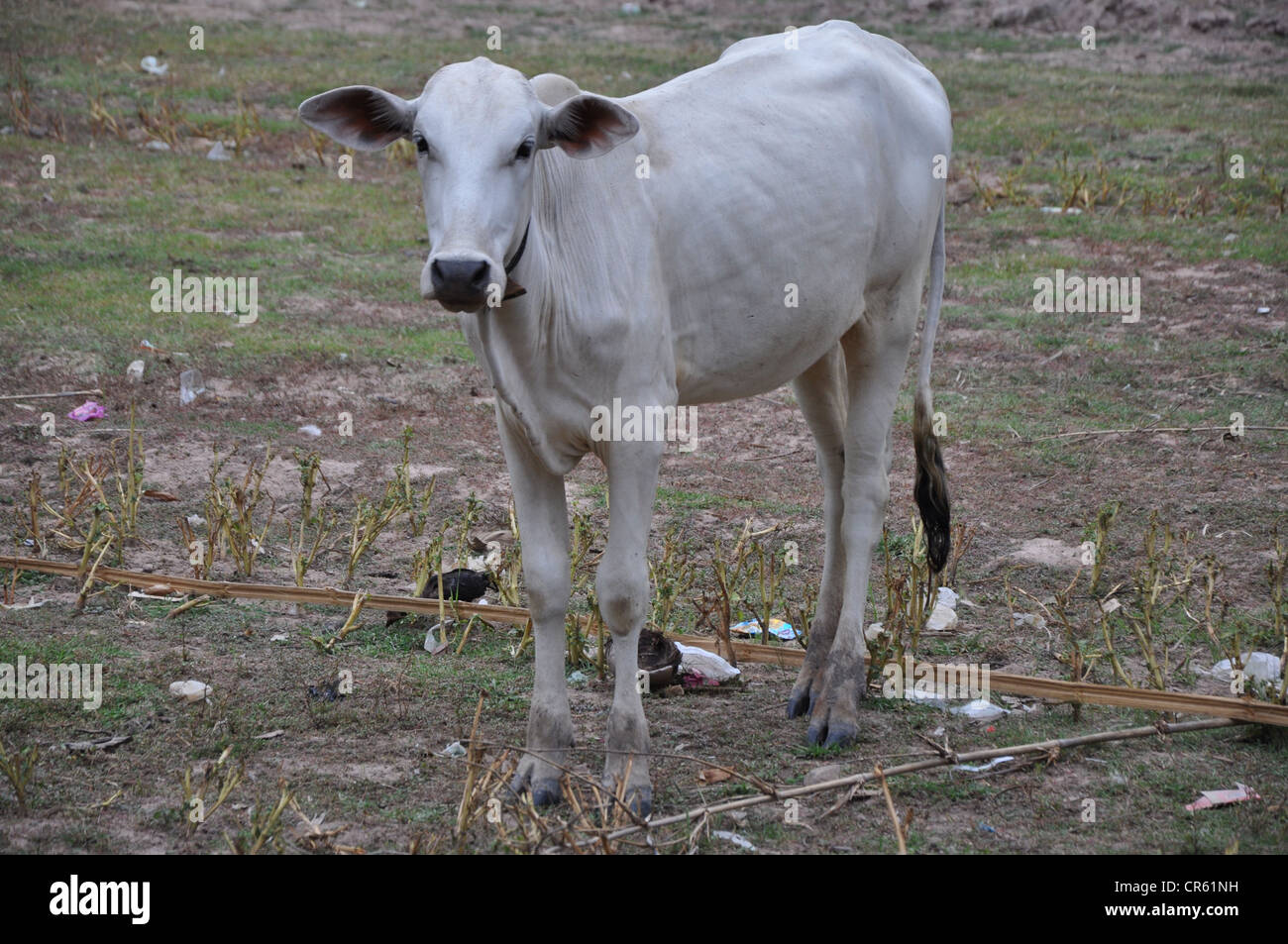 Cow cambodia hi-res stock photography and images - Alamy