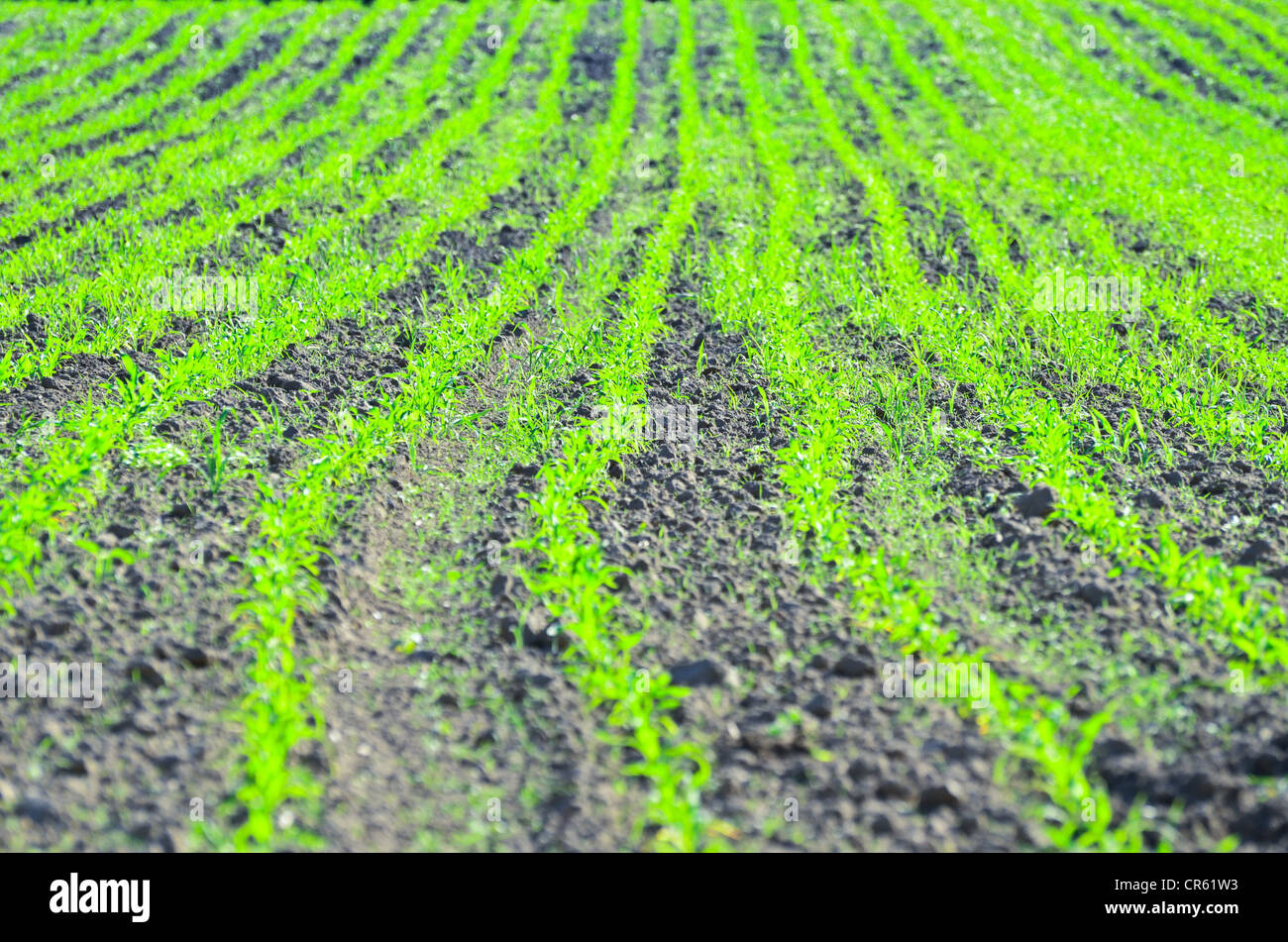 Soybean plantation field bio agriculture hi-res stock photography and ...