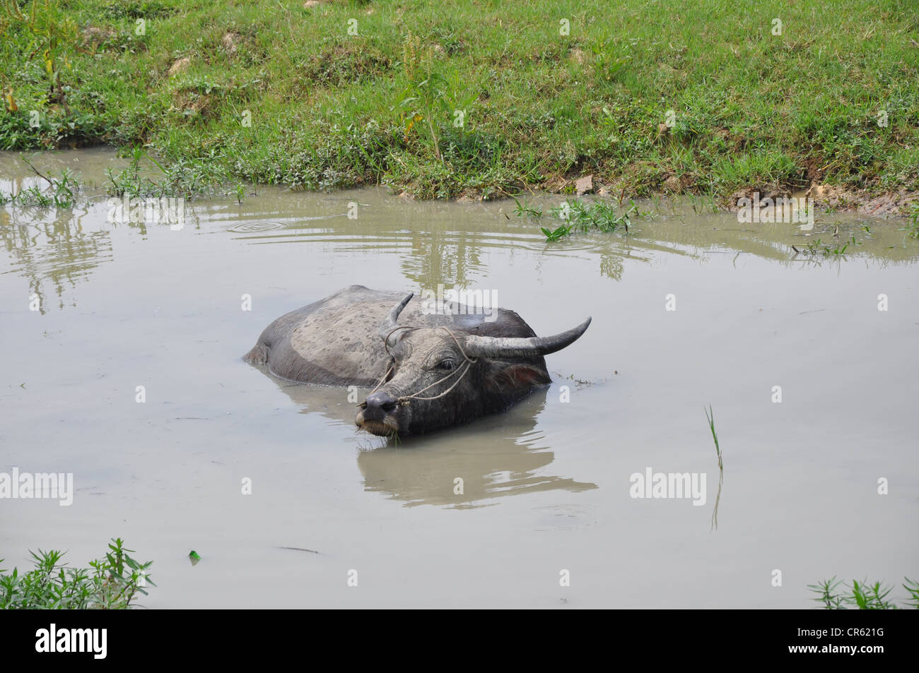 Asian water buffalo submerged hi-res stock photography and images - Alamy