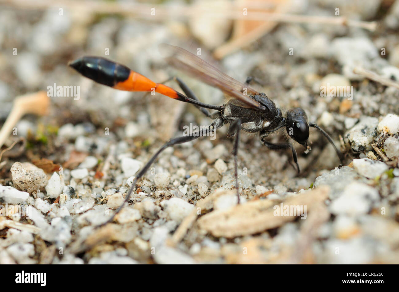 Wasp hole hi-res stock photography and images - Alamy
