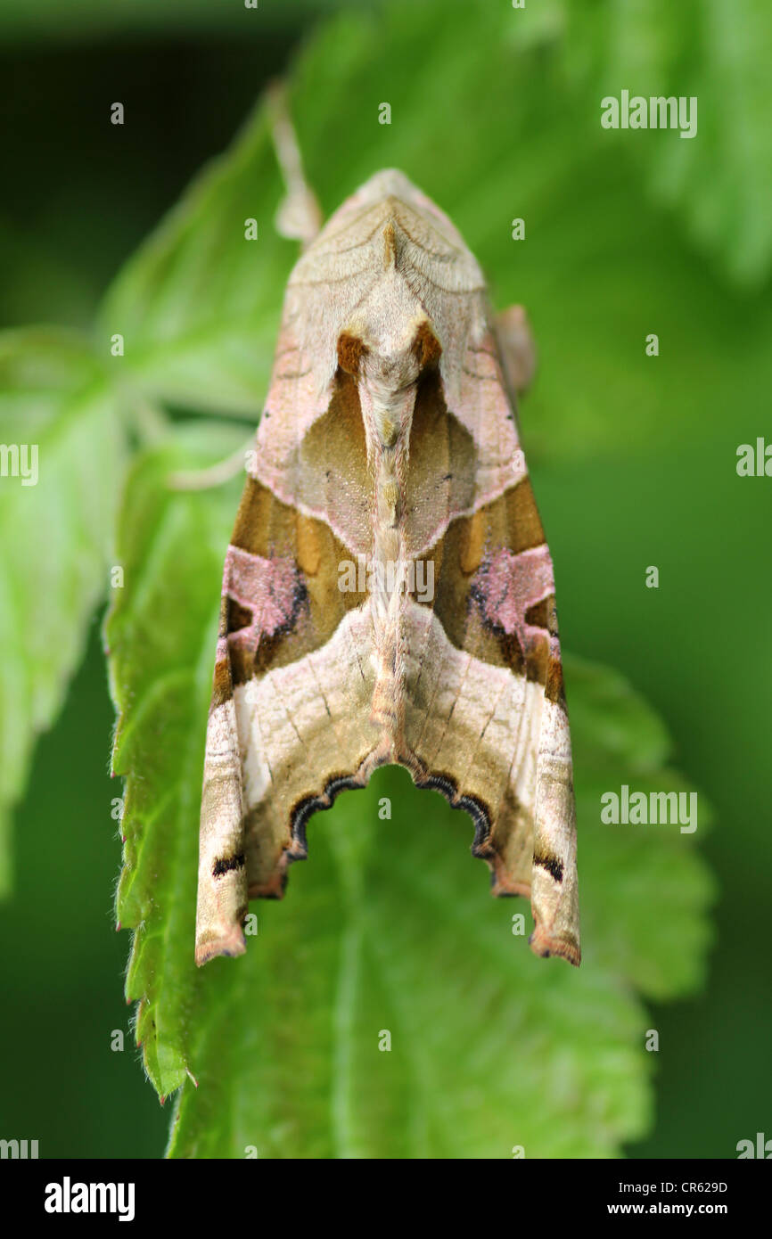 Angle Shades Phlogophora meticulosa Stock Photo - Alamy