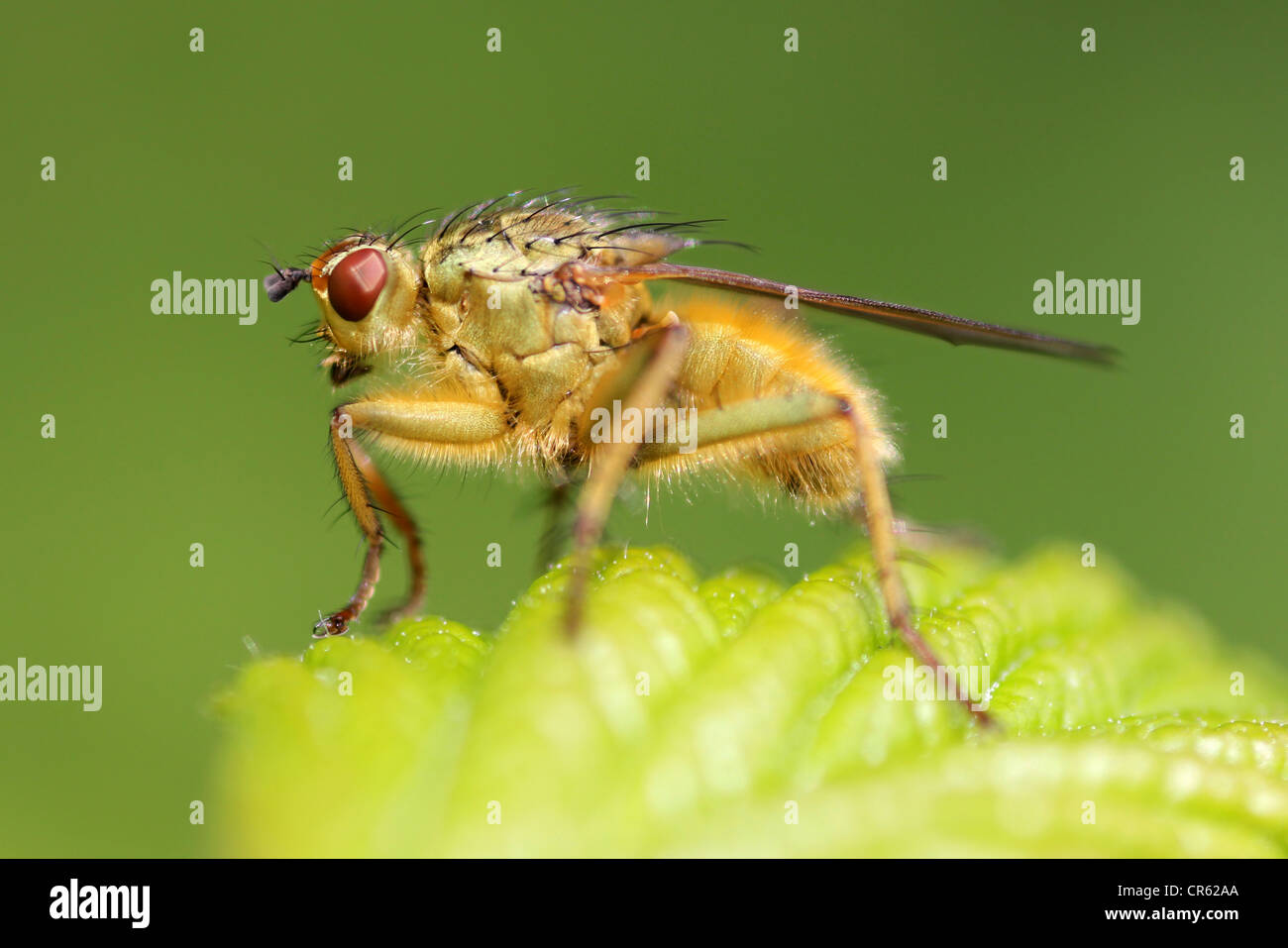 Yellow Dung-fly Scatophaga stercoraria Stock Photo - Alamy