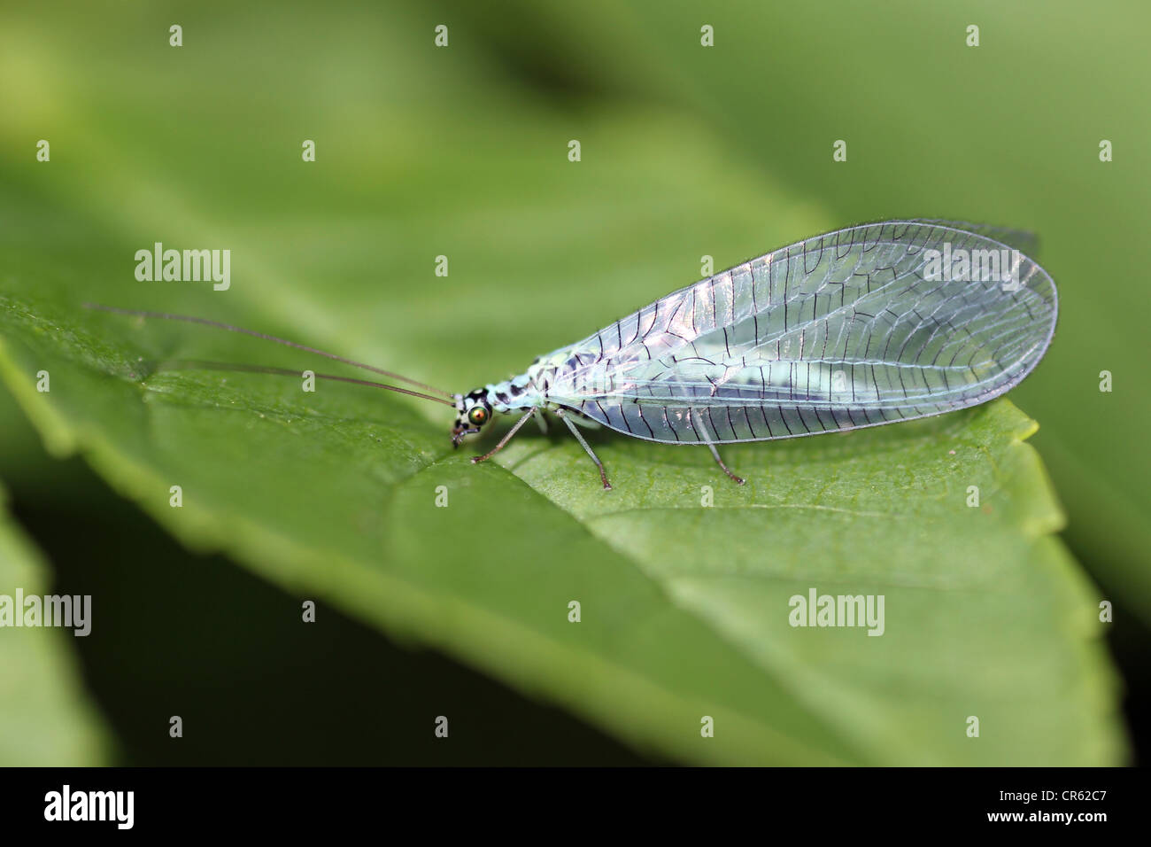 Chrysopa perla hi-res stock photography and images - Alamy
