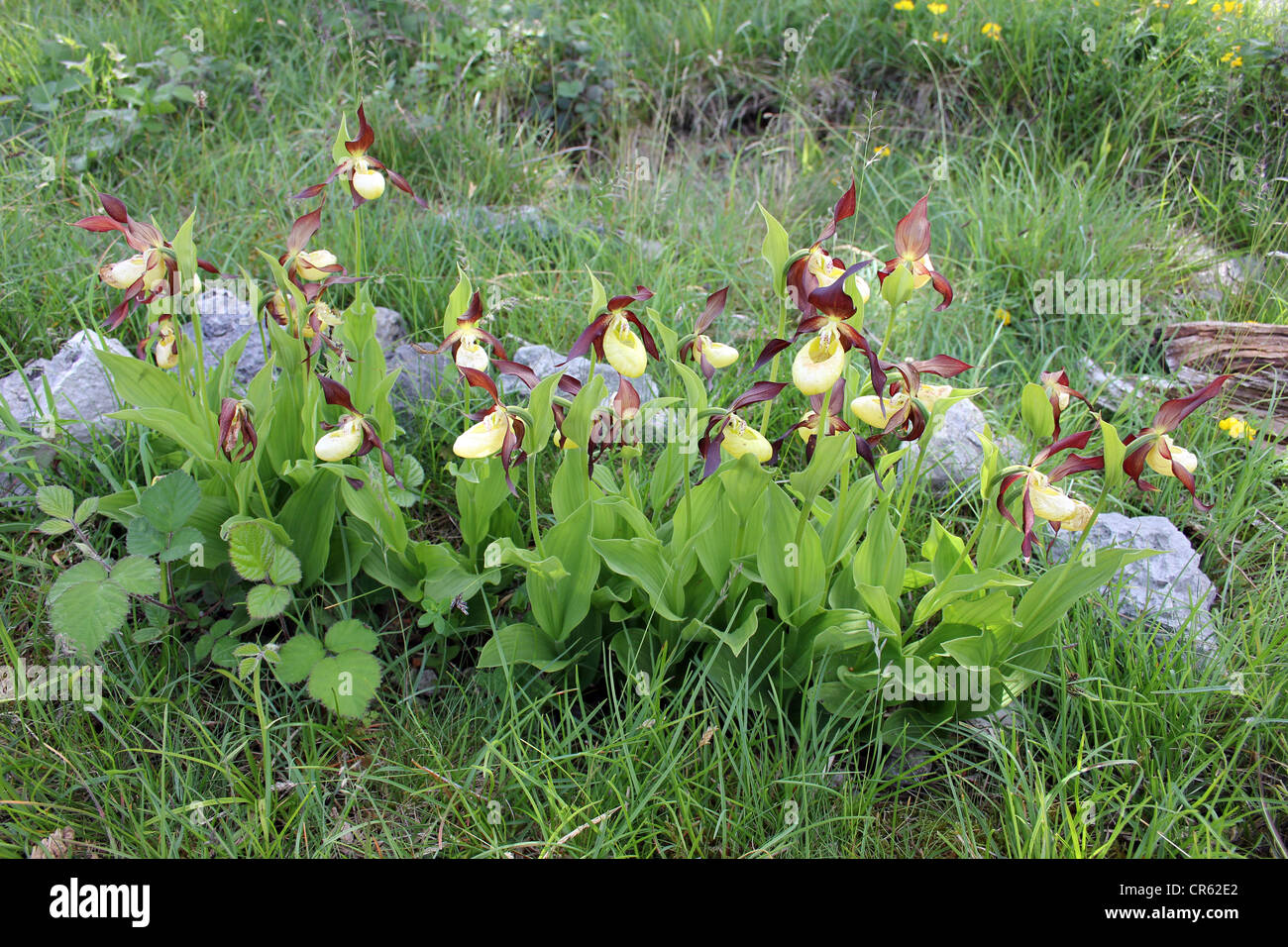 Lady’s Slipper Orchids Cypripedium calceolus Stock Photo - Alamy