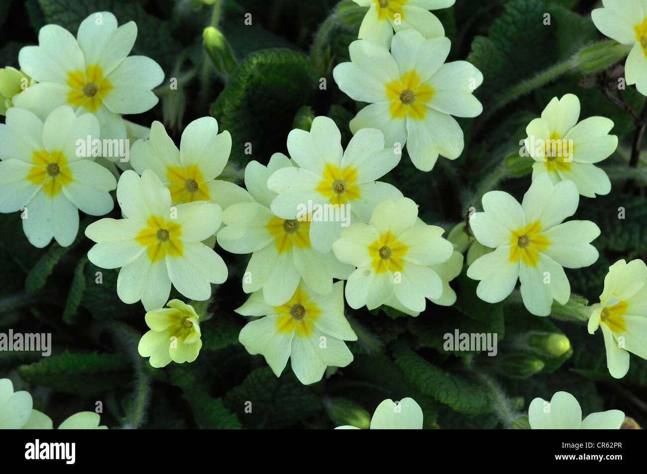 Primrose primula hi-res stock photography and images - Alamy