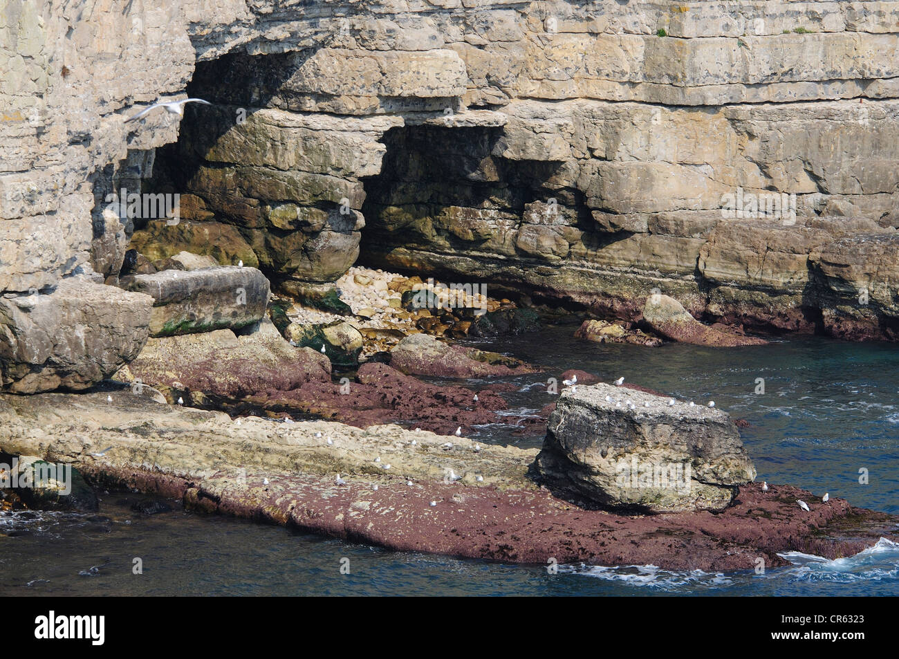 A view of the cliffs at Seacombe on the east Dorset coast UK Stock ...