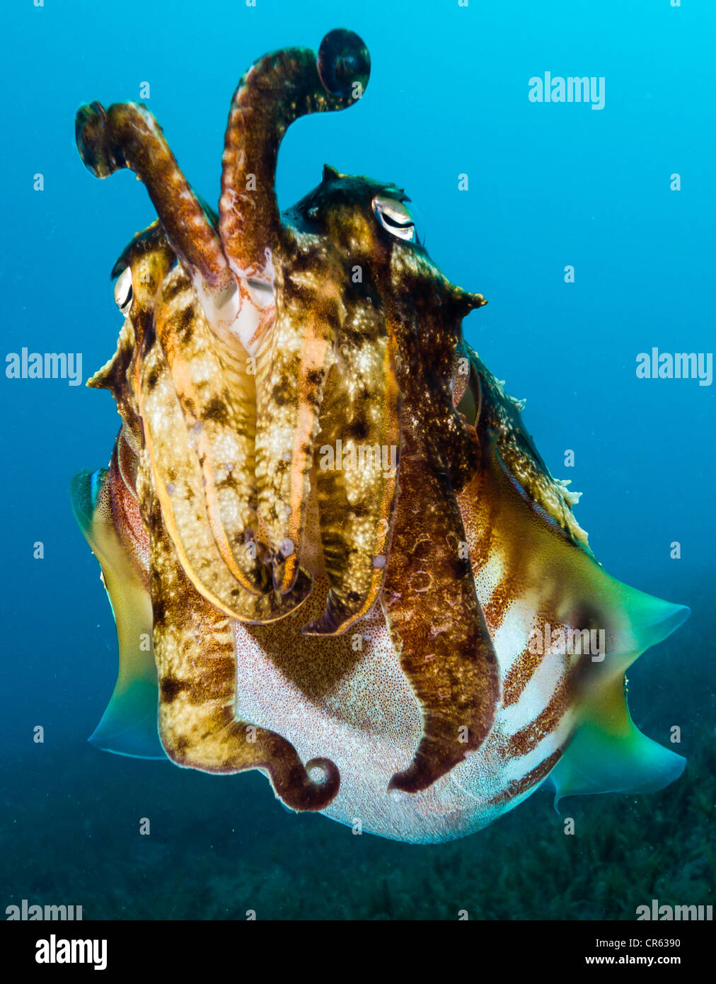 A Hooded Cuttlefish displays its colours with a blue water background ...
