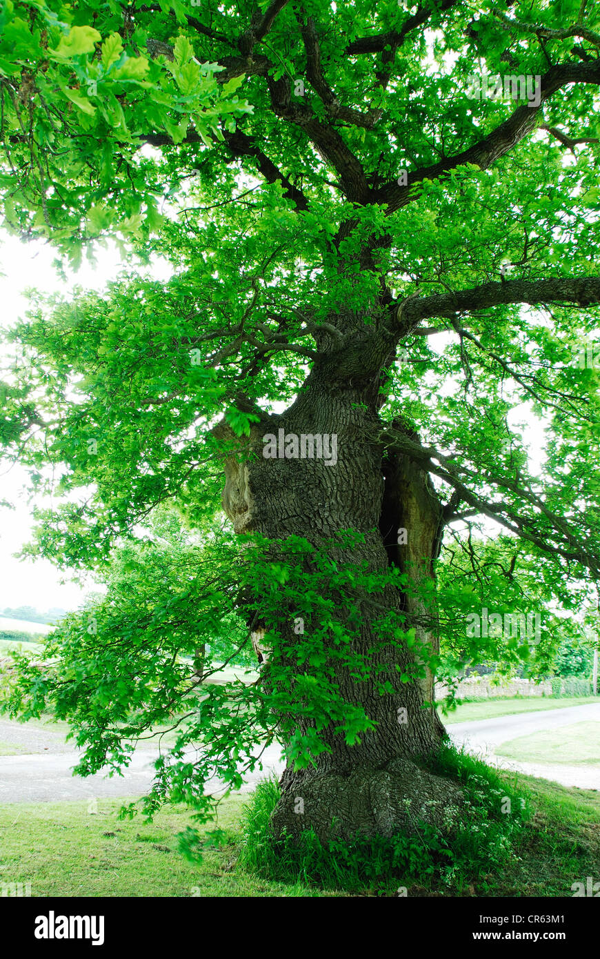 Ancient oak tree hi-res stock photography and images - Alamy