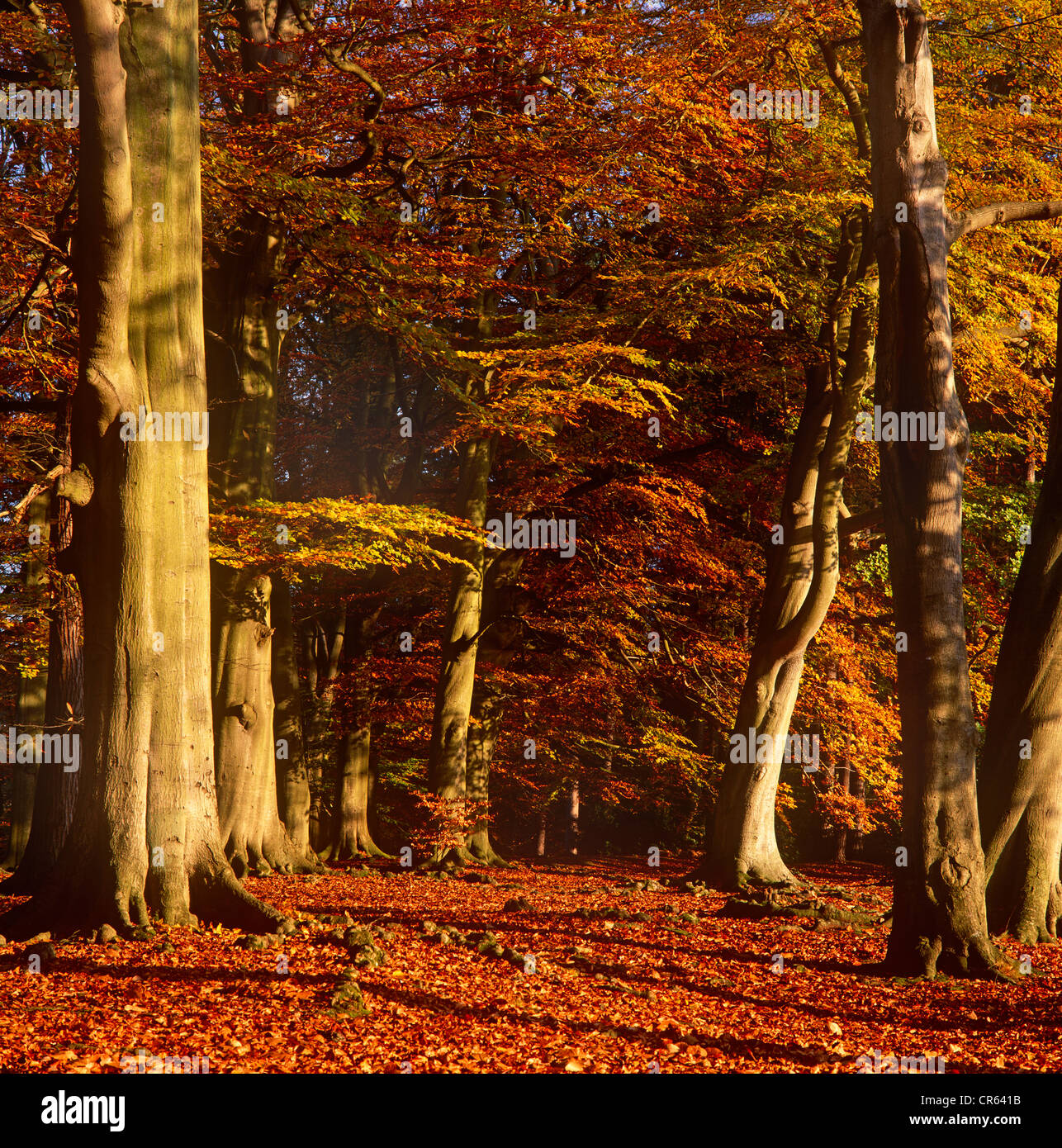 Beeches Autumn colours Virginia Water Surrey UK Stock Photo - Alamy
