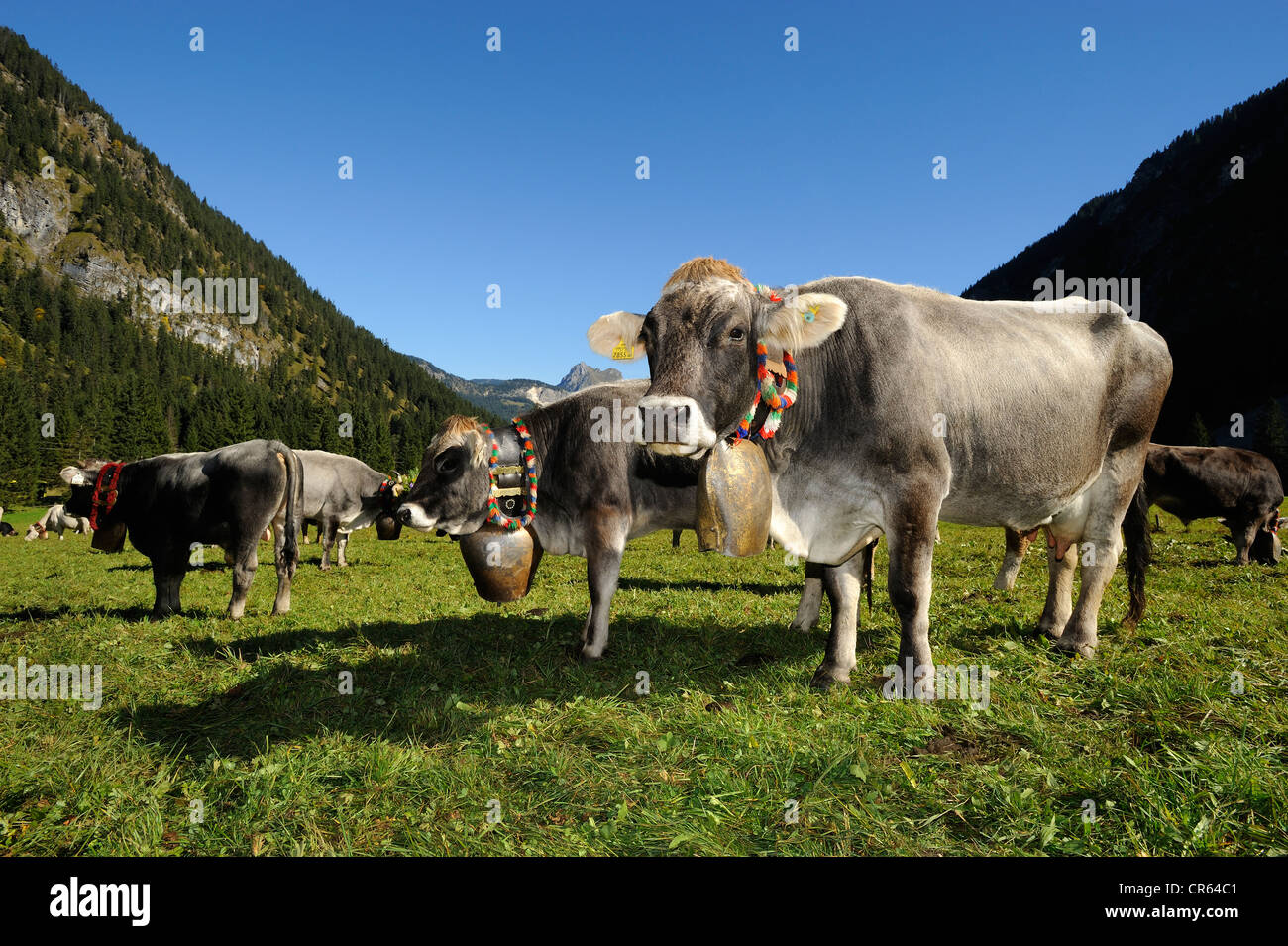 Decorated cows, Almabtrieb, where the cattle are led back from their ...