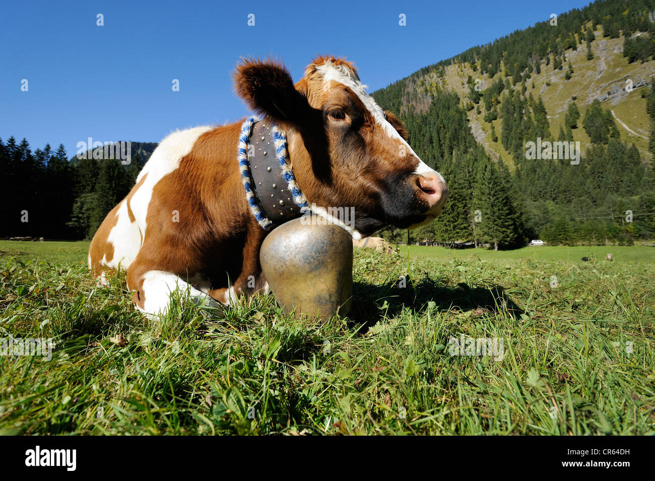 Cow Bell High Resolution Stock Photography and Images - Alamy