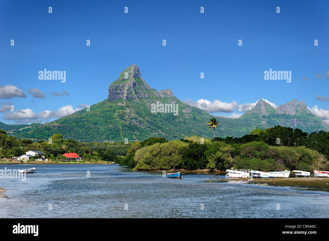 Tamarin Mauritius High Resolution Stock Photography and Images - Alamy