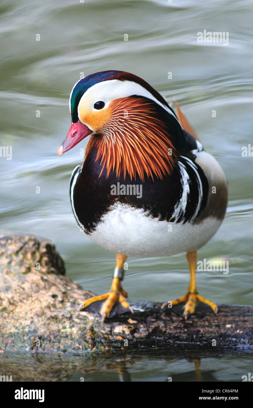 Duck mandarin male drake bird hi-res stock photography and images - Alamy