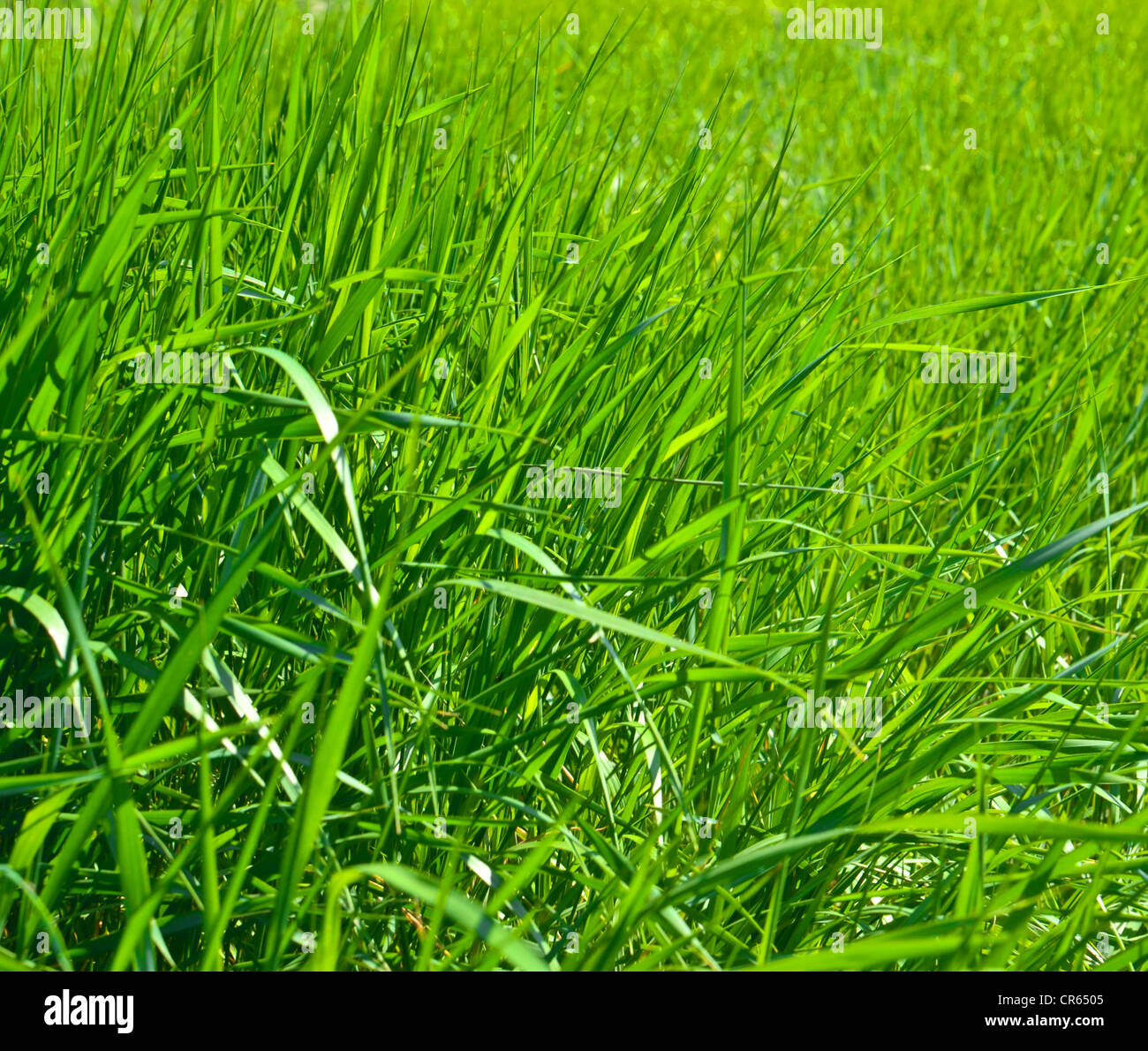 Fresh green grass background Stock Photo - Alamy