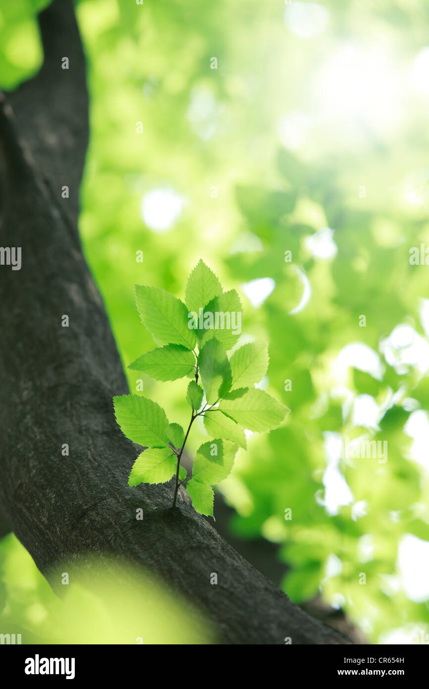 Sunlight through branches Stock Photo - Alamy