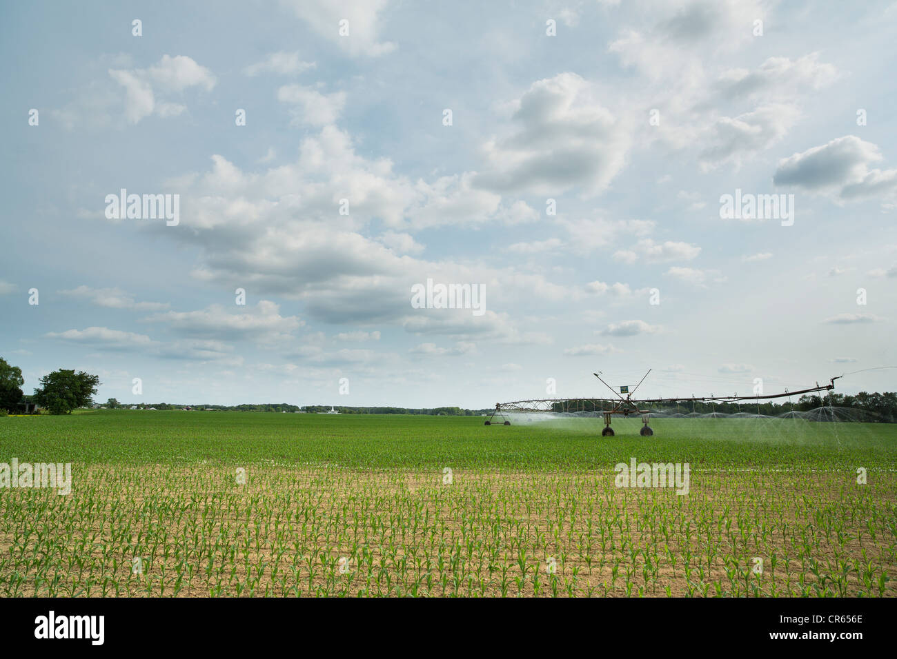 Corn field with automatic irrigation sprinkle system - dramatic sky ...