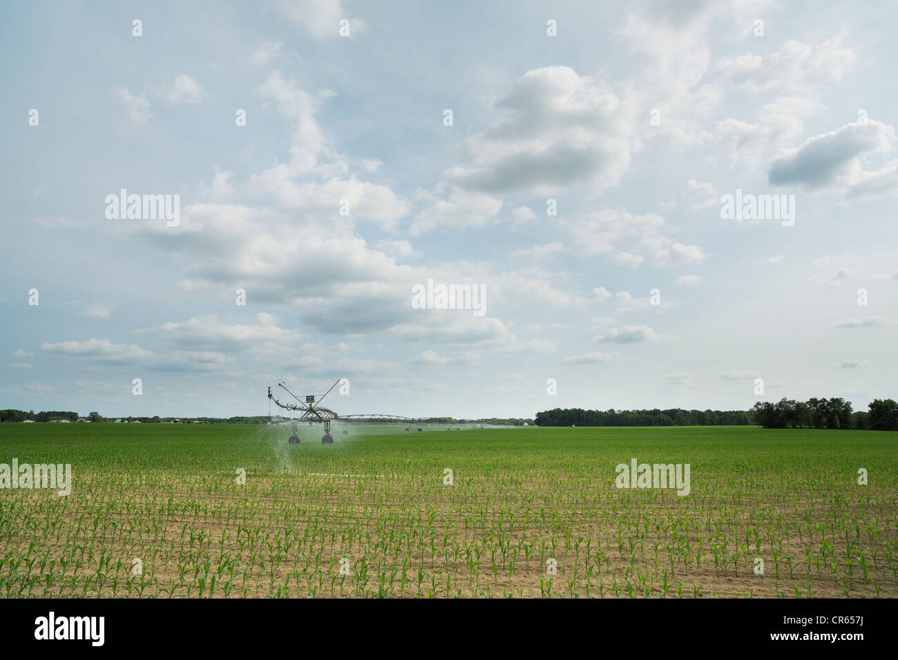 Corn field with automatic irrigation sprinkle system - dramatic sky ...