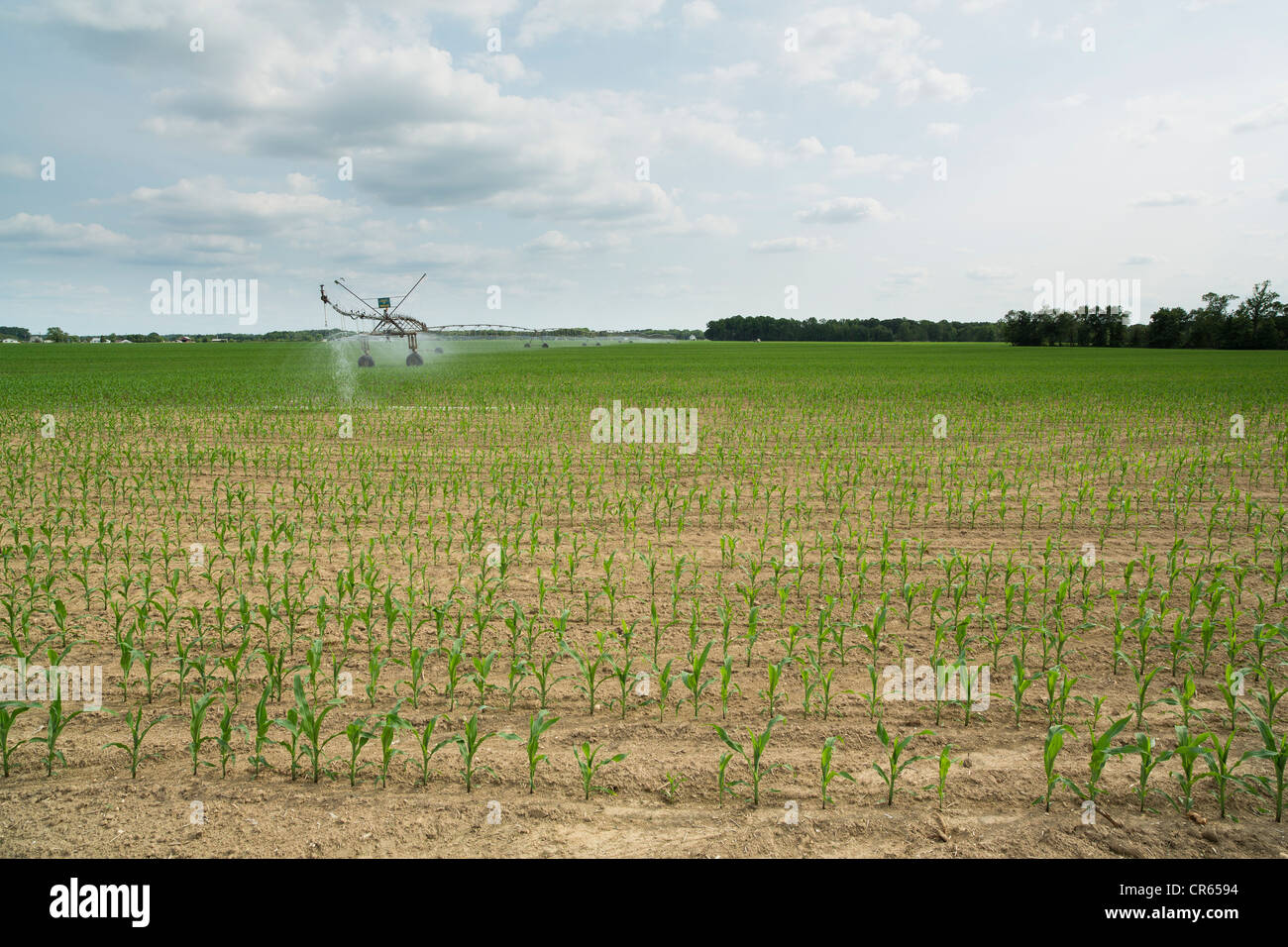 Corn field with automatic irrigation sprinkle system - dramatic sky ...